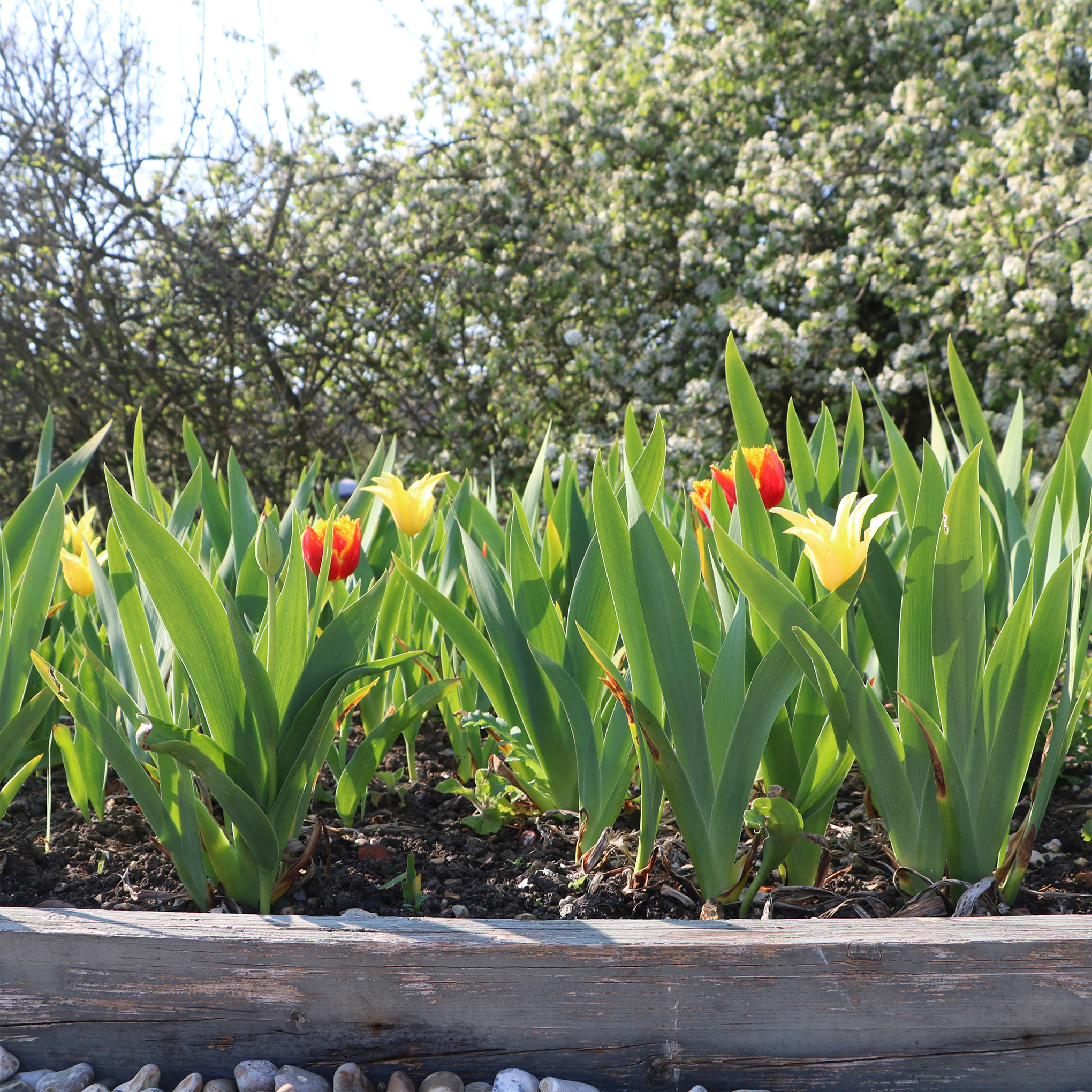 HTA Design | Bringing Nature Home – Creating a bijou green roof with ...
